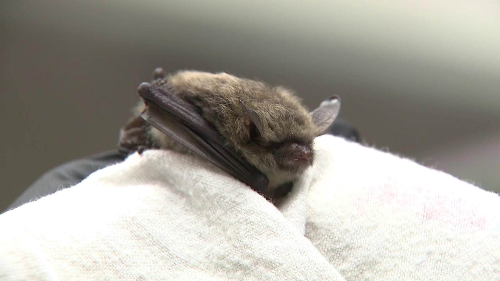 Woman rescues endangered northern long-eared bat in West Hazleton ...
