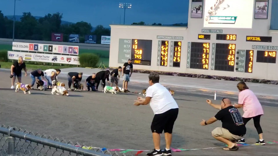 Basset hound racing | wnep.com