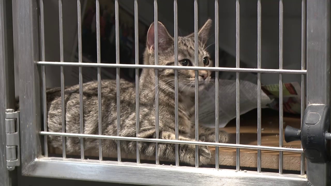 Danville SPCA urges thoughtful pet adoptions during holiday season ...