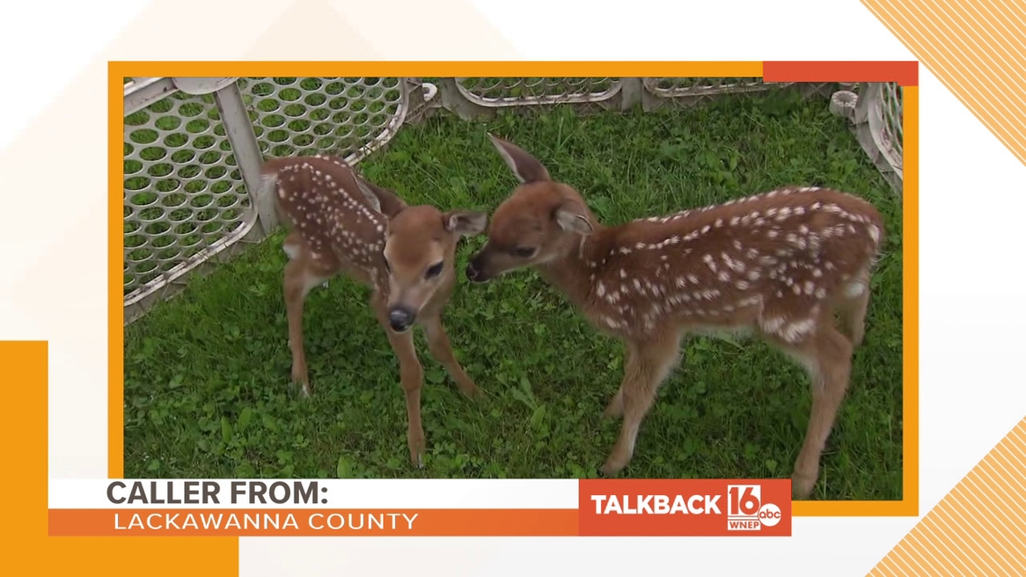 Talkback 16 | Fawn season, General Hospital, Ally Gallo's parking ...