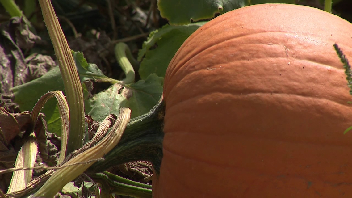 Yenser's Tree Farm prepares for 10th pumpkin season in Carbon County ...