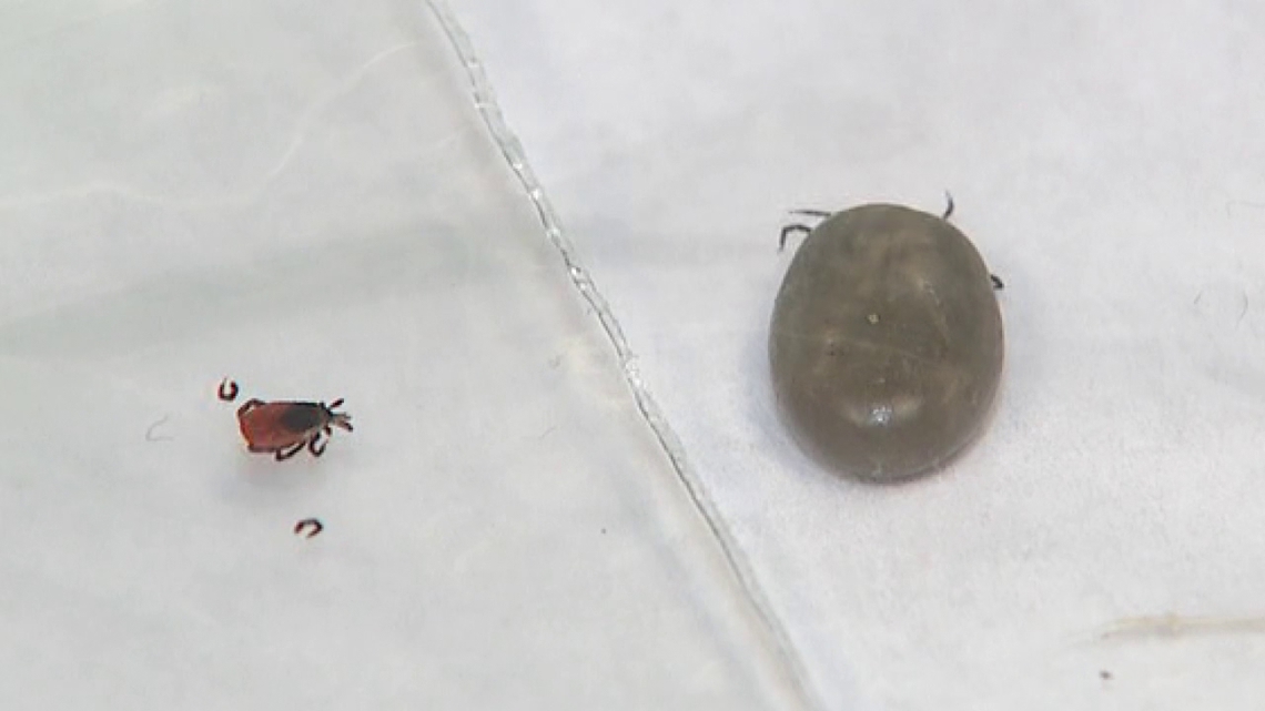Spring tick season off to a busy start | wnep.com