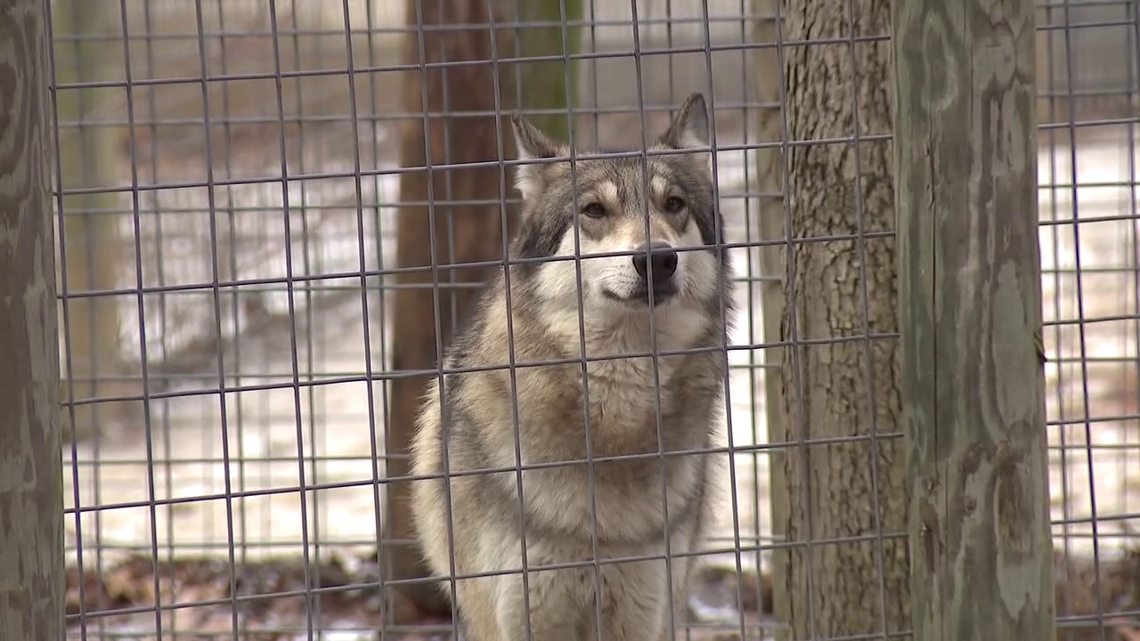 T&D's Cats of the World helps you 'toss your ex to the wolves' for ...