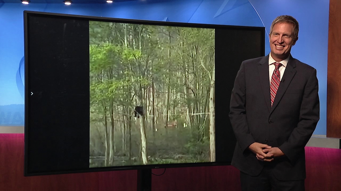 Wildlife Wednesday | June 4, 2025 | wnep.com