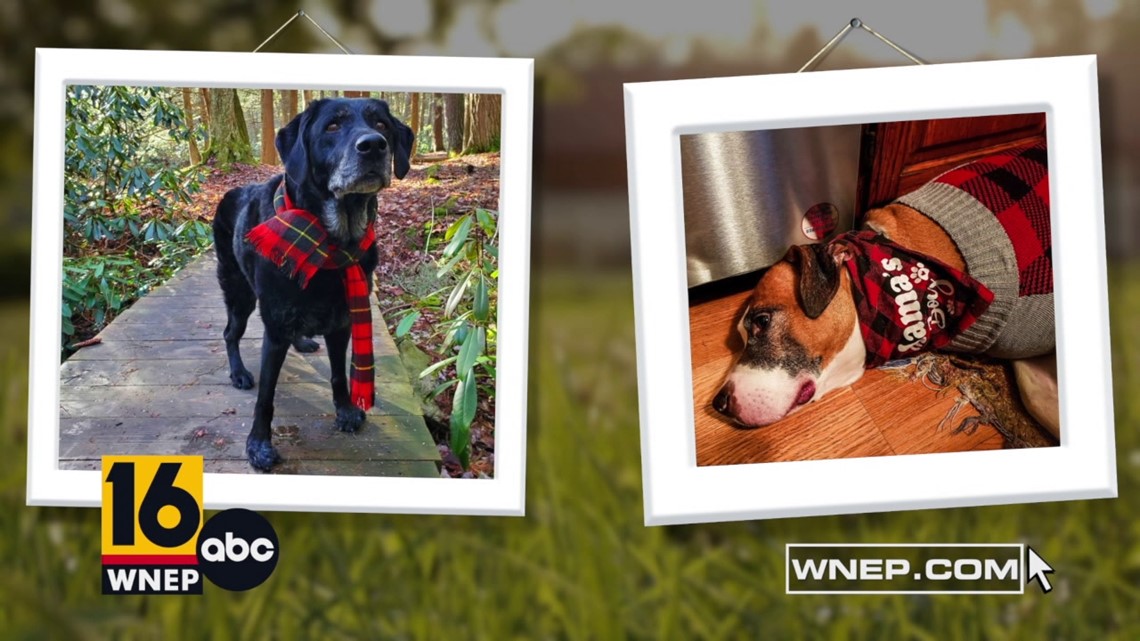 Pet slide show | Does It Really Work? | wnep.com