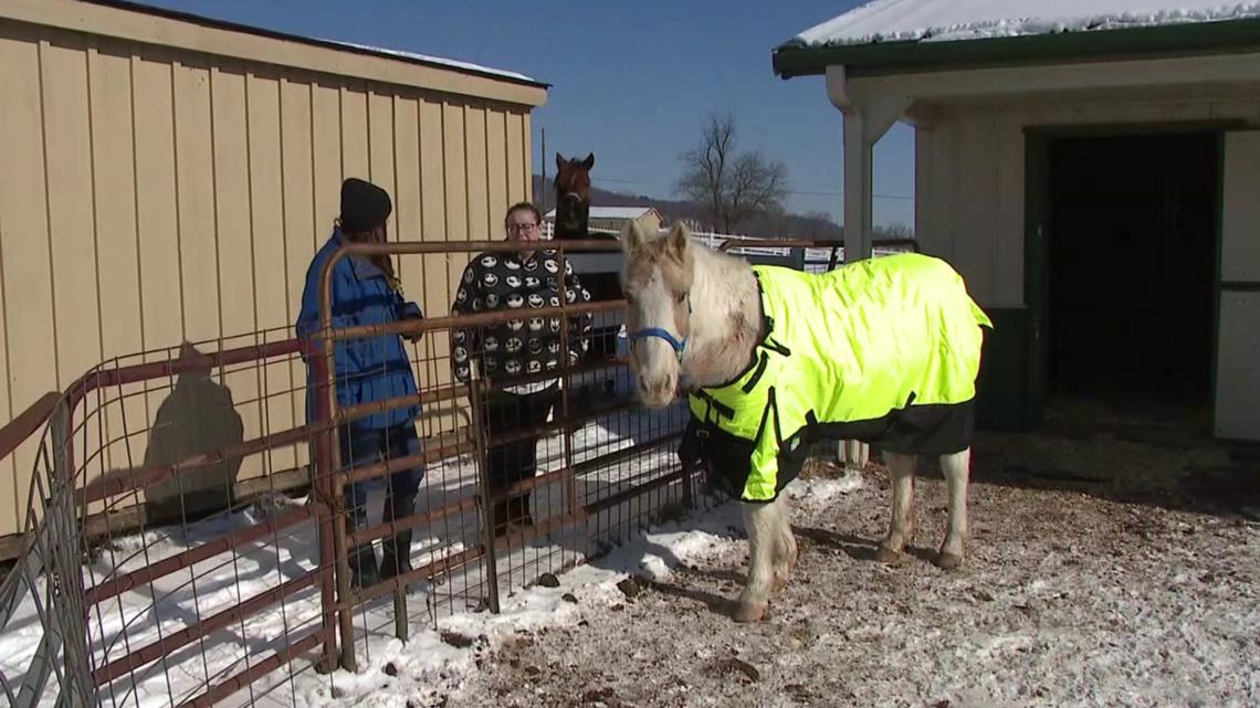 Danville SPCA workers taking care of farm animals during colder temps ...