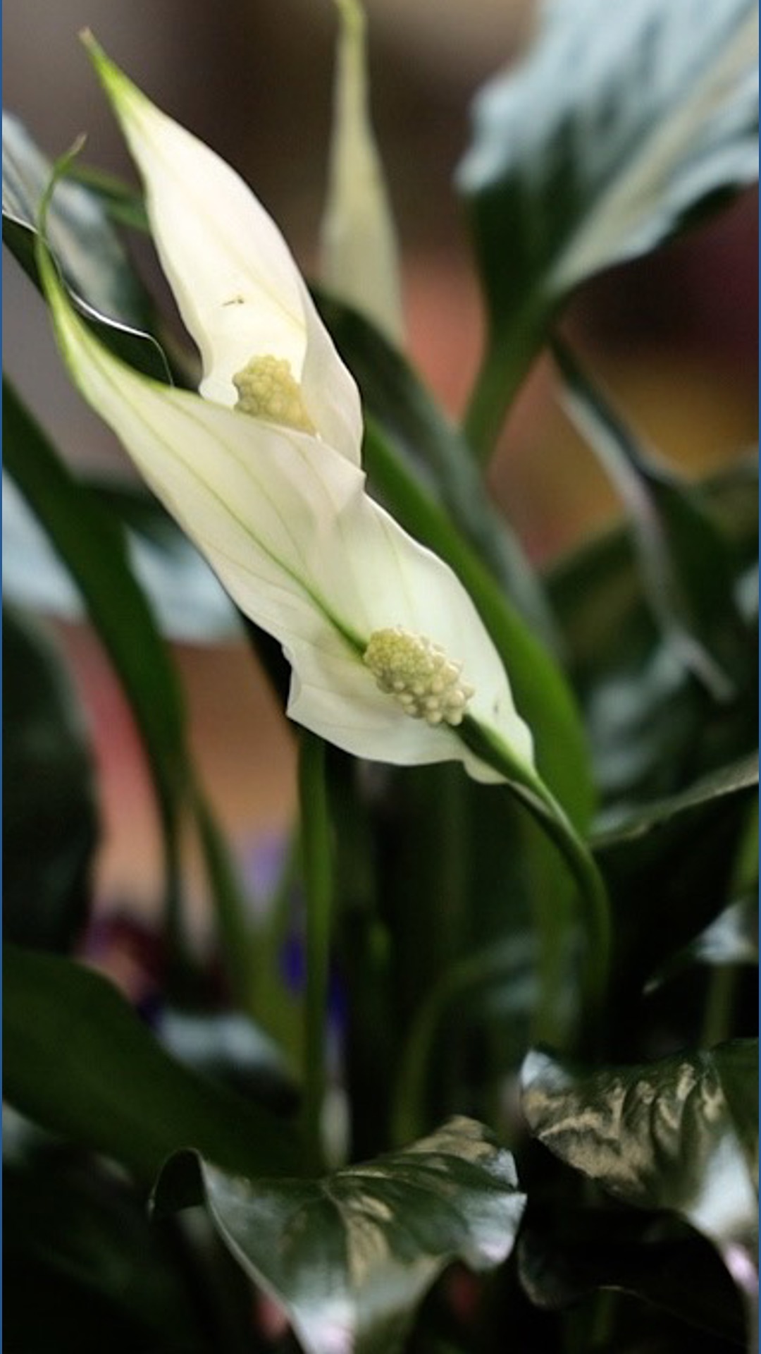 Tips for your Peace Lily | wnep.com