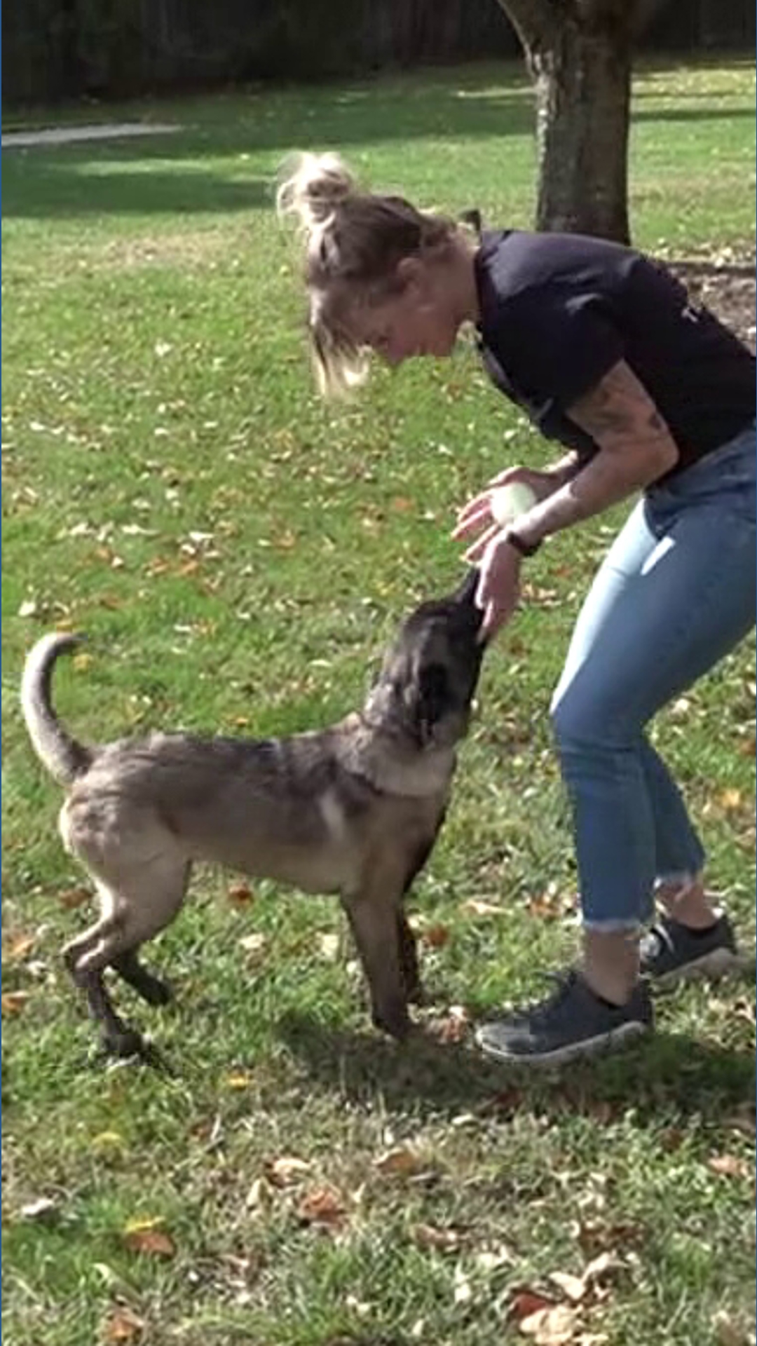 The Safe Haus aims to help animals in need in Lycoming County | wnep.com
