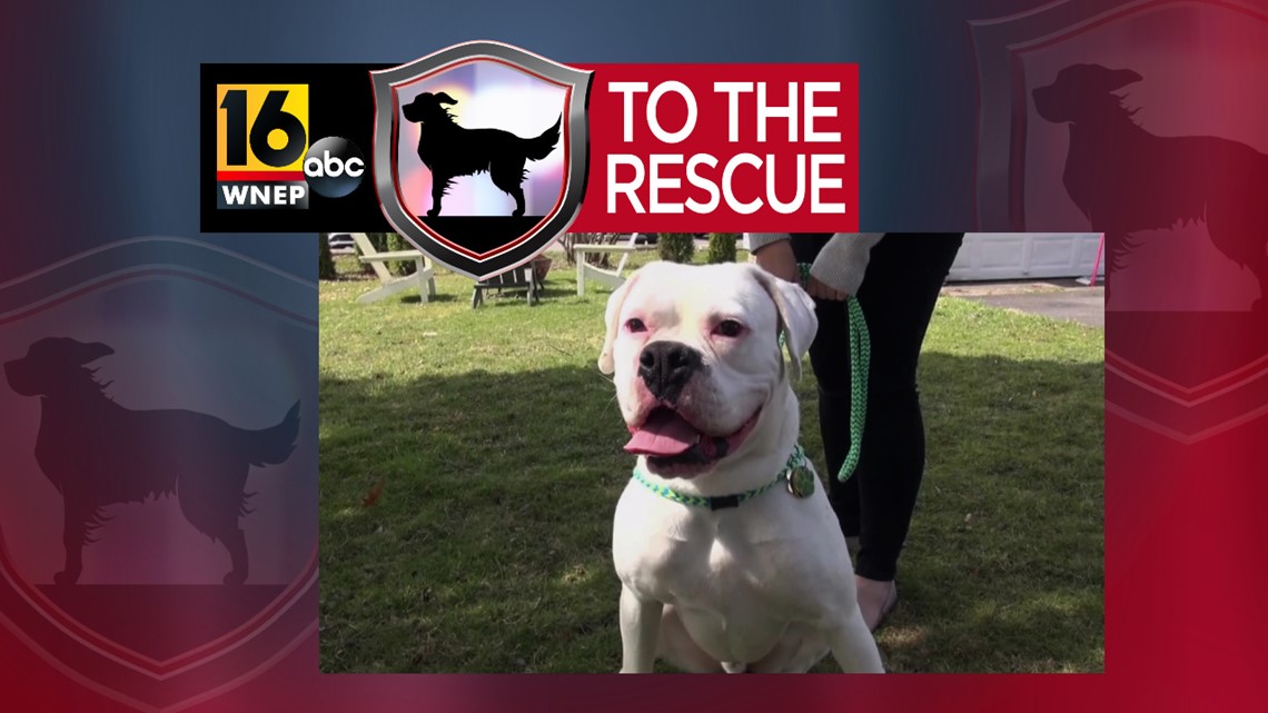 Man Killed by Falling Headstone While Decorating Family Grave | wnep.com