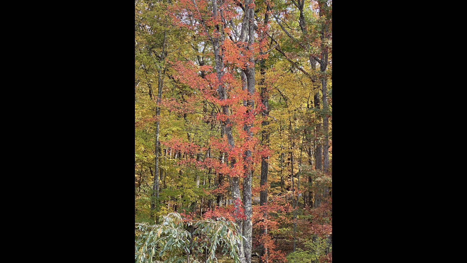 Fall Foliage Map | When and where to see the best fall colors | wnep.com