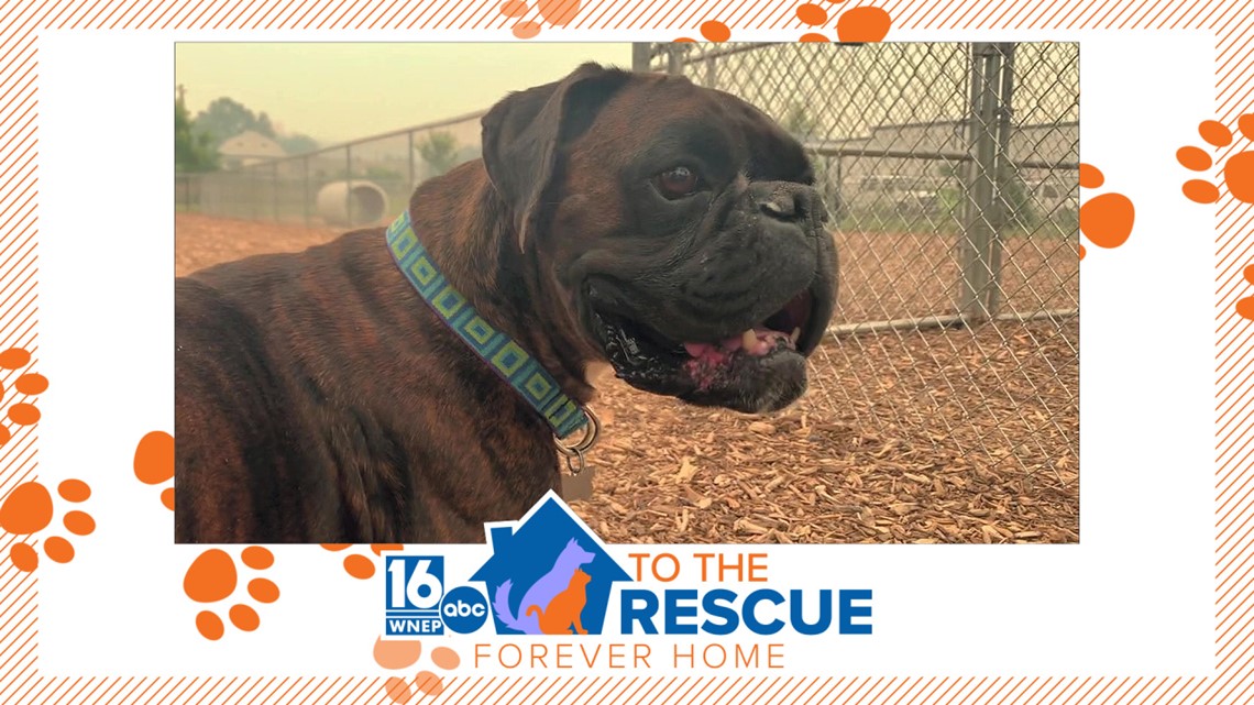 16 To The Rescue: Sasha | wnep.com