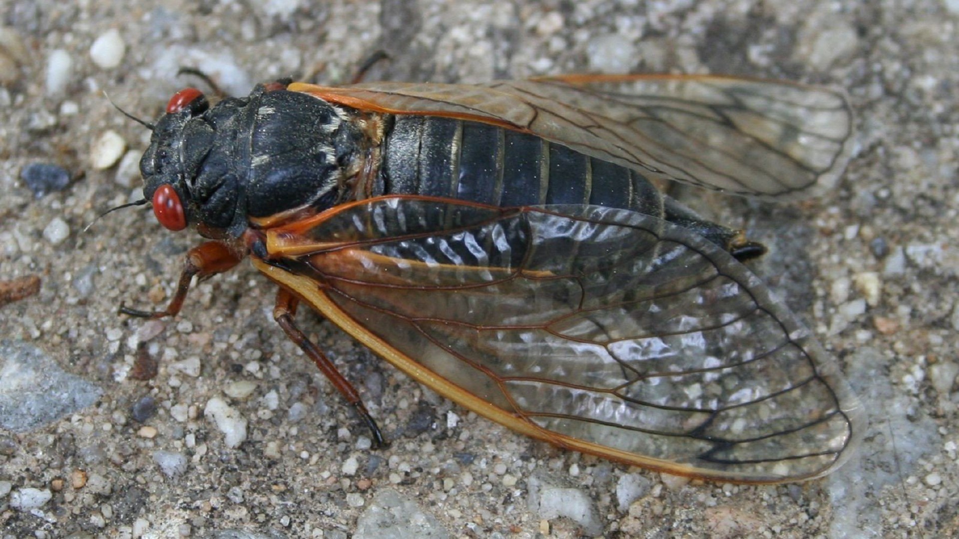 Cicada Facts | wnep.com