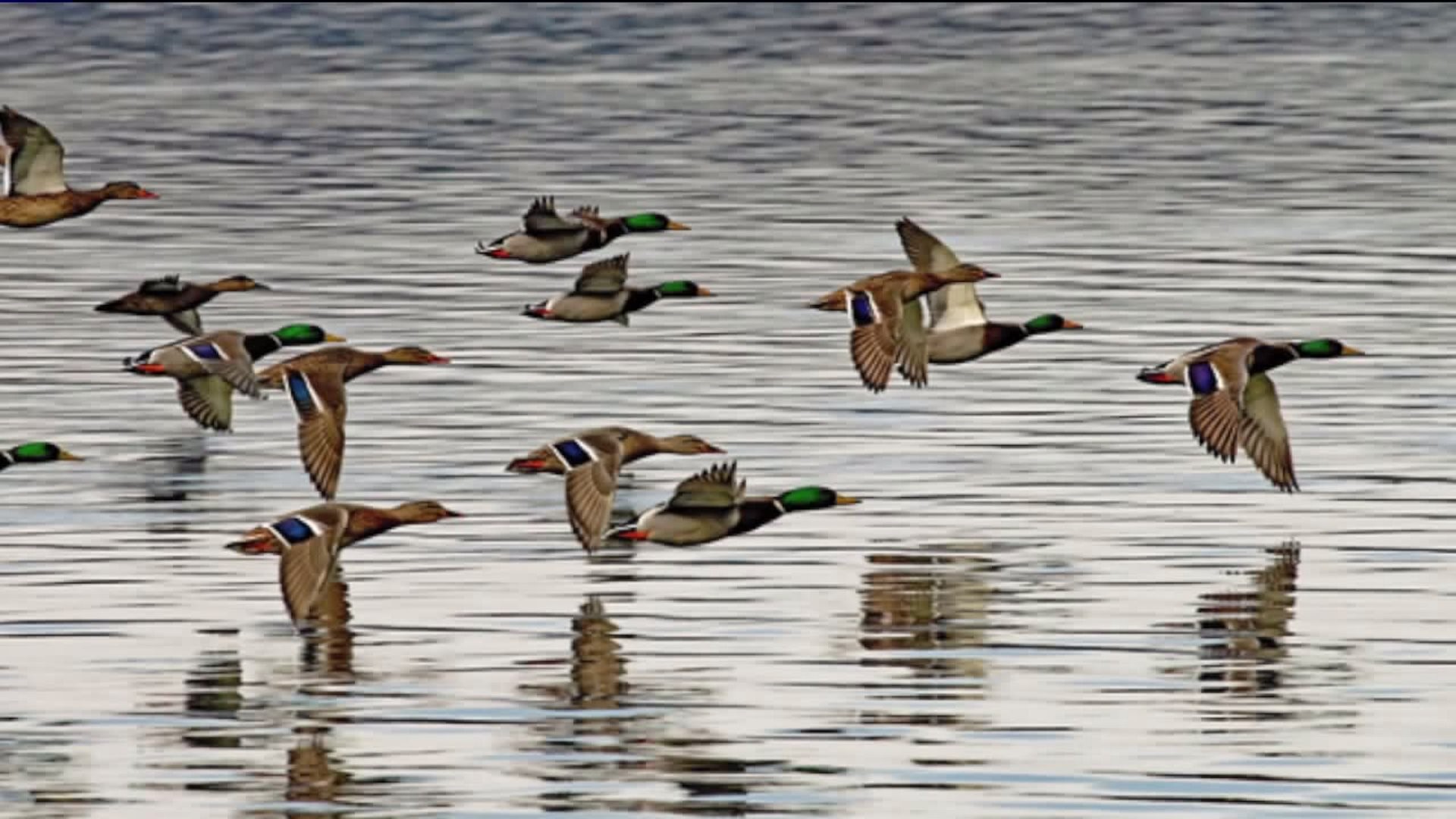 A Look at 2019 in the PhotoLink Library | wnep.com