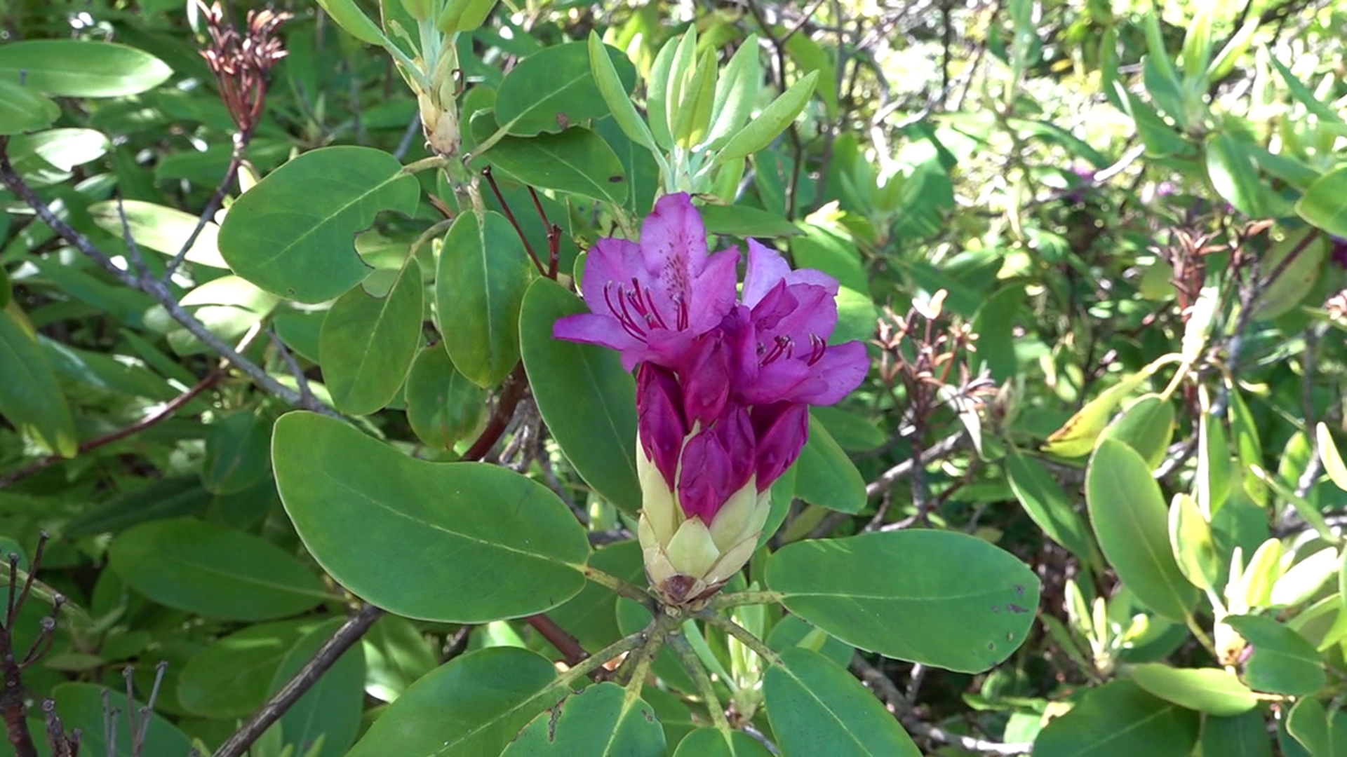A collection of rhododendrons | On The Pennsylvania Road | wnep.com