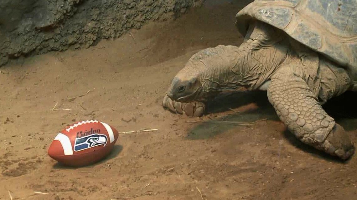 Tortoises Offer Super Bowl Predictions | wnep.com