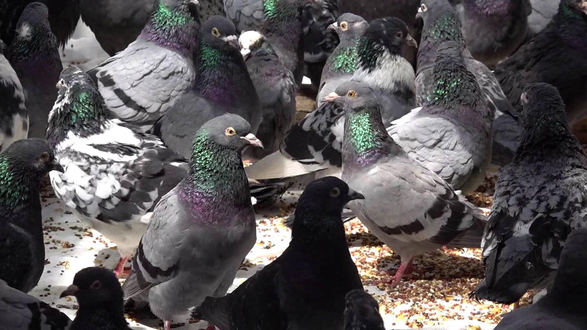 Police investigating after hundreds of pigeons rescued from Wilkes ...