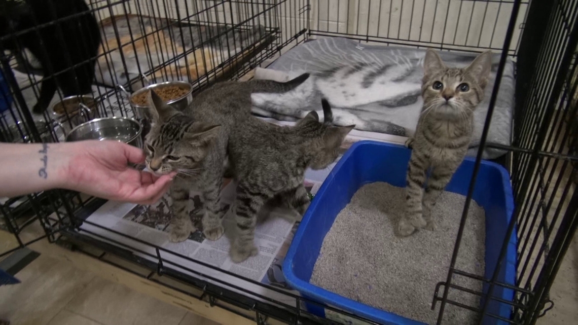 St. Cats & Dogs holds annual Kitten Shower | wnep.com
