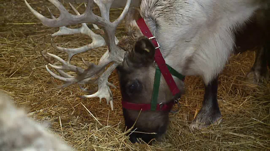 See some of the reindeer before their big trip | wnep.com