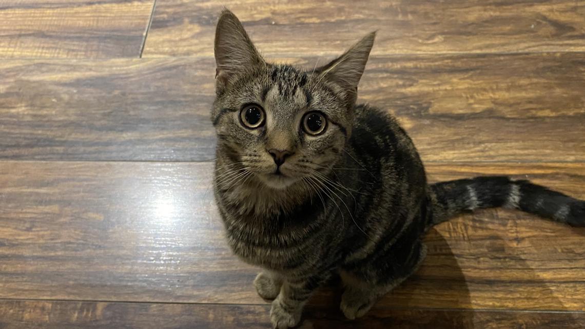 Lewisburg hosts a unique cat-themed tour for charity | wnep.com