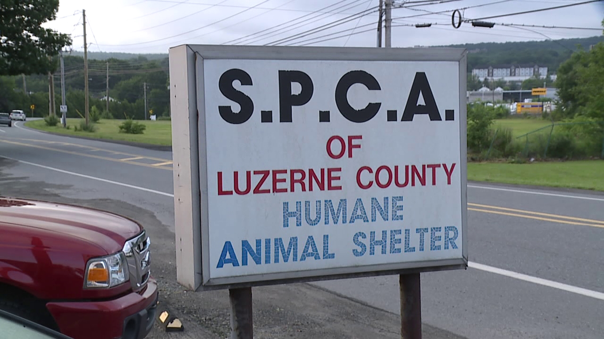 Adoptions and shelter visits SPCA of Luzerne County reopen | wnep.com