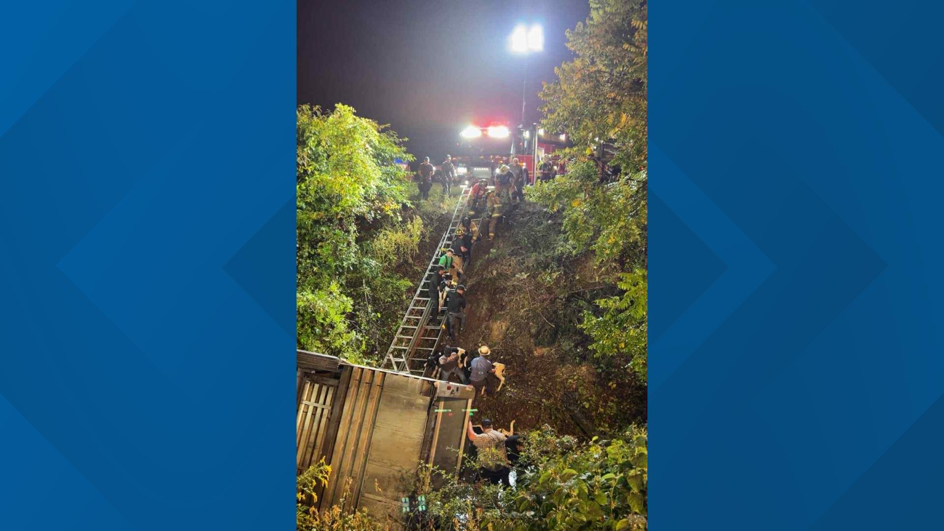 Fire crews rescue dozens of calves after crash in Snyder County | wnep.com