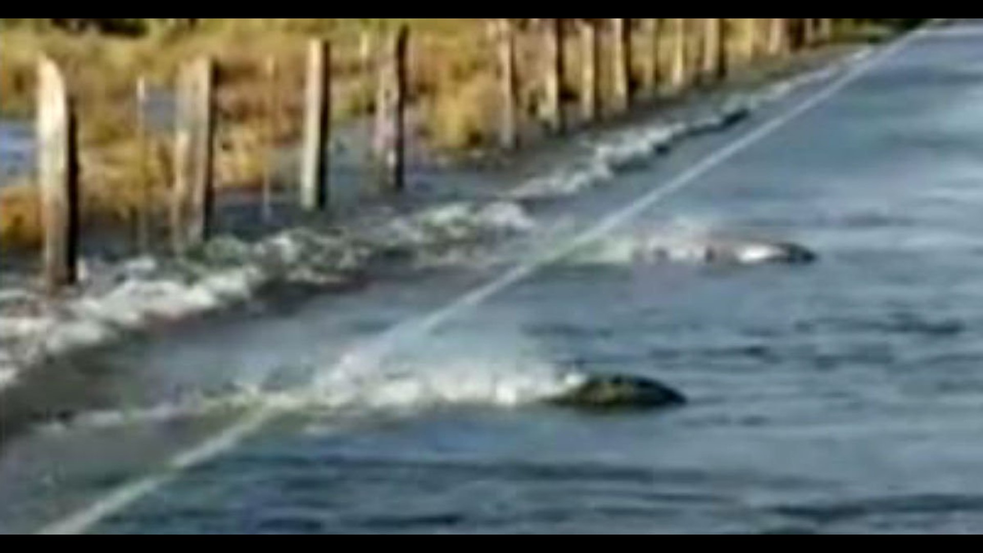 Video Captures Salmon Swimming Across Washington Road | wnep.com
