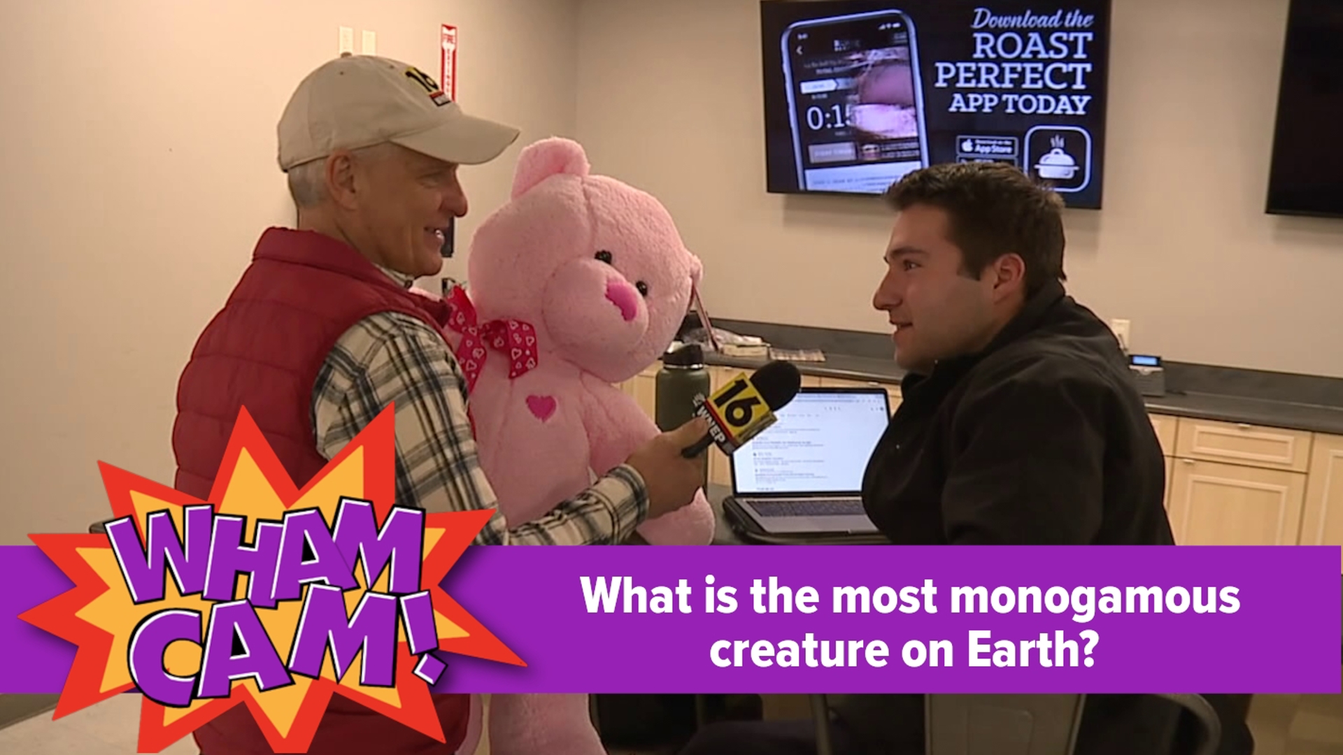 What is the most monogamous creature on Earth? | Wham Cam | wnep.com