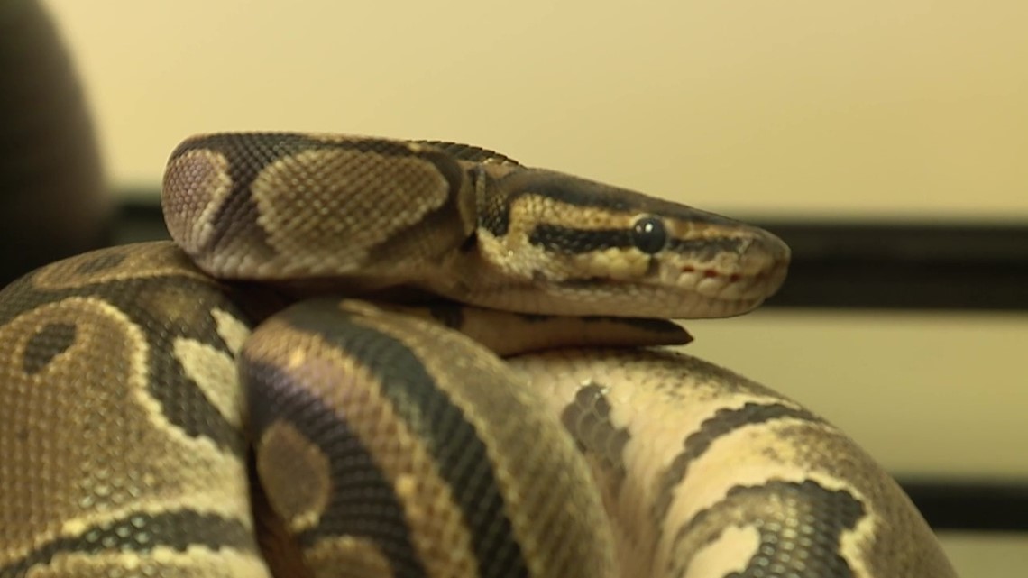 Lycoming County SPCA adopting out found python | wnep.com