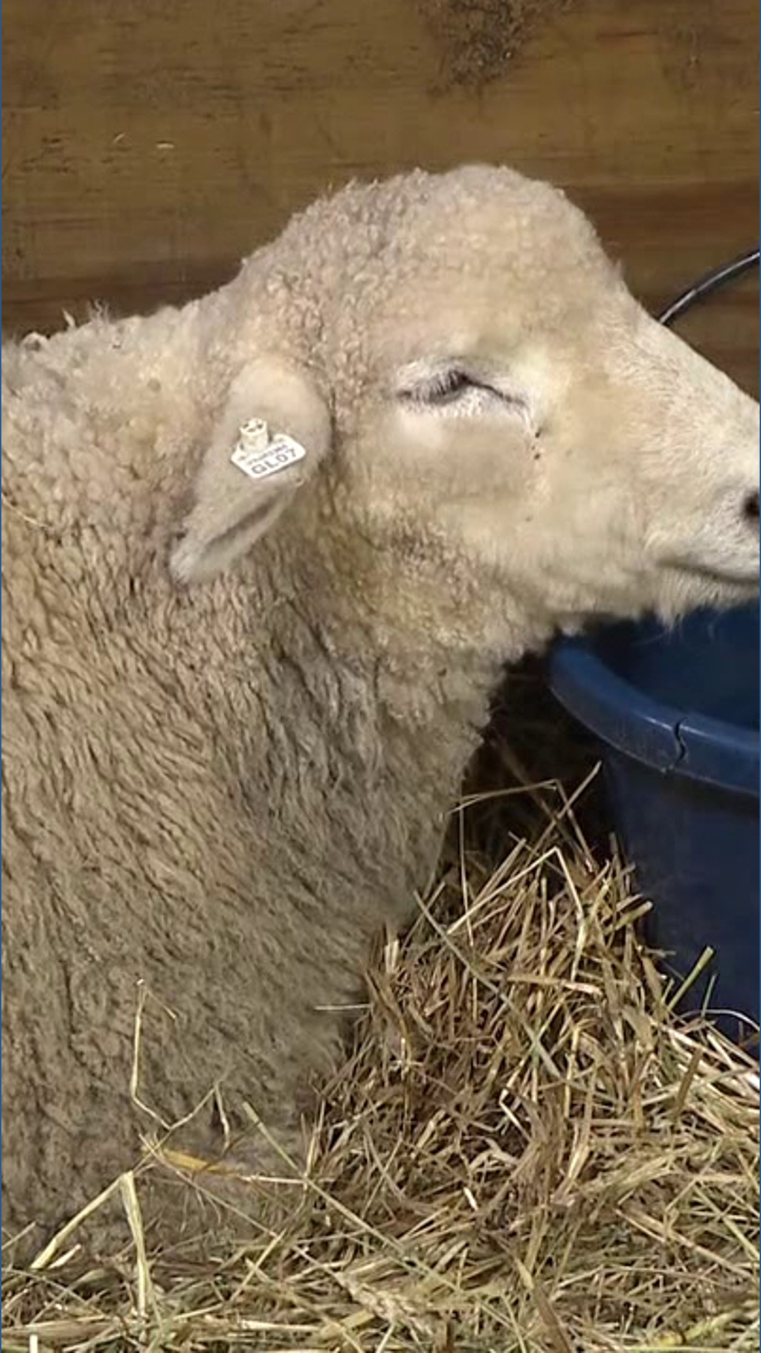 Local farmers showcase animals at Pennsylvania Farm Show | wnep.com