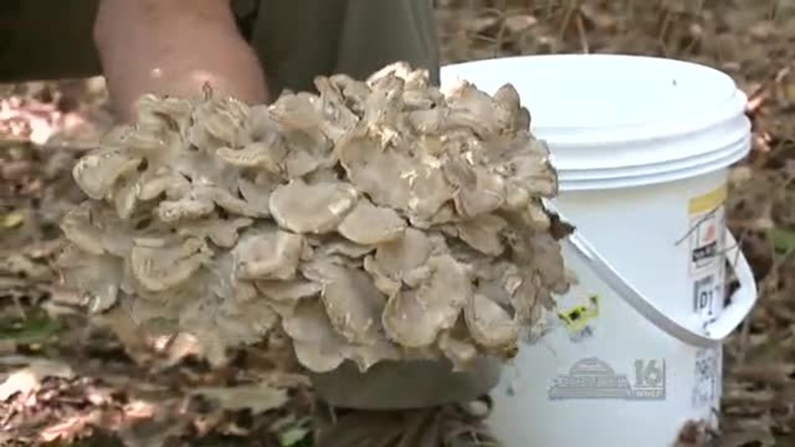 Picking Sheepshead and Chanterelle Mushrooms | wnep.com