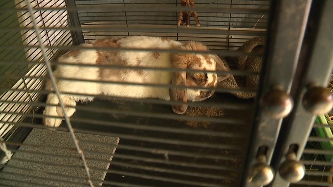 Shelters in Luzerne County busy with rabbits | wnep.com
