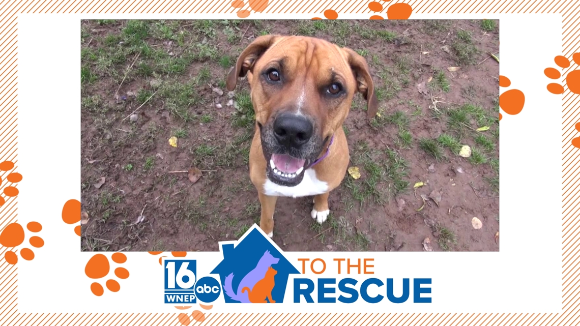 16 To The Rescue: Randy | wnep.com