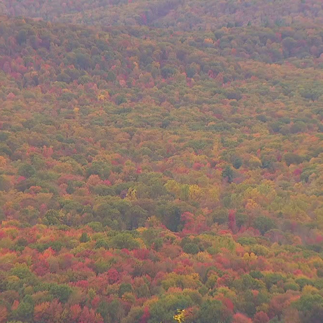 Fall Foliage Map | When and where to see the best fall colors | wnep.com