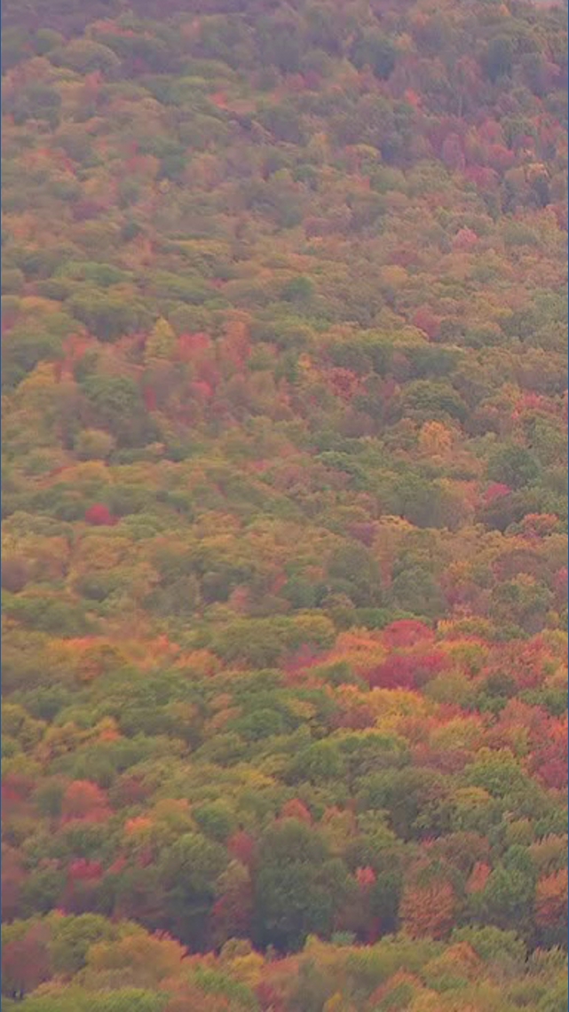 Fall Foliage Map | When and where to see the best fall colors | wnep.com