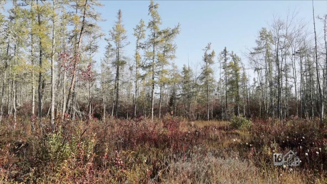 The Cranberry Bog Preserve In Tannersville | wnep.com