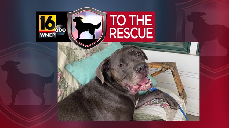 16 to the Rescue | wnep.com