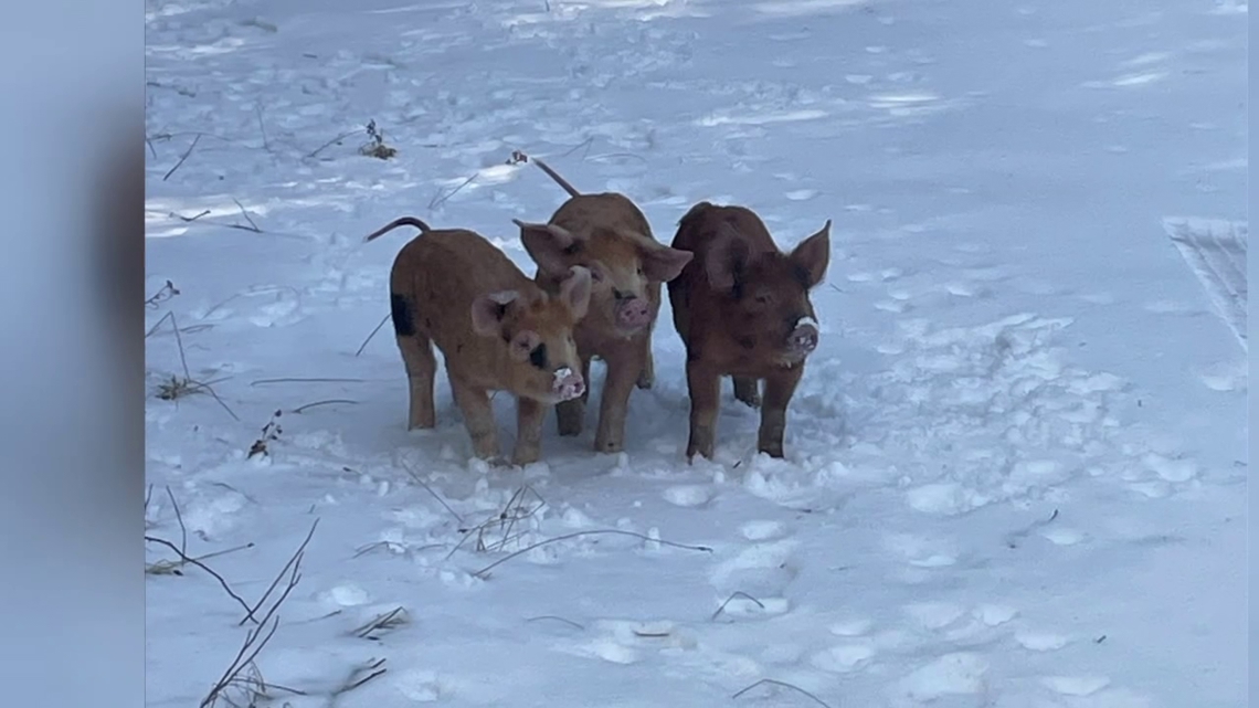 Domestic pigs found abandoned in Delaware Water Gap National Recreation ...