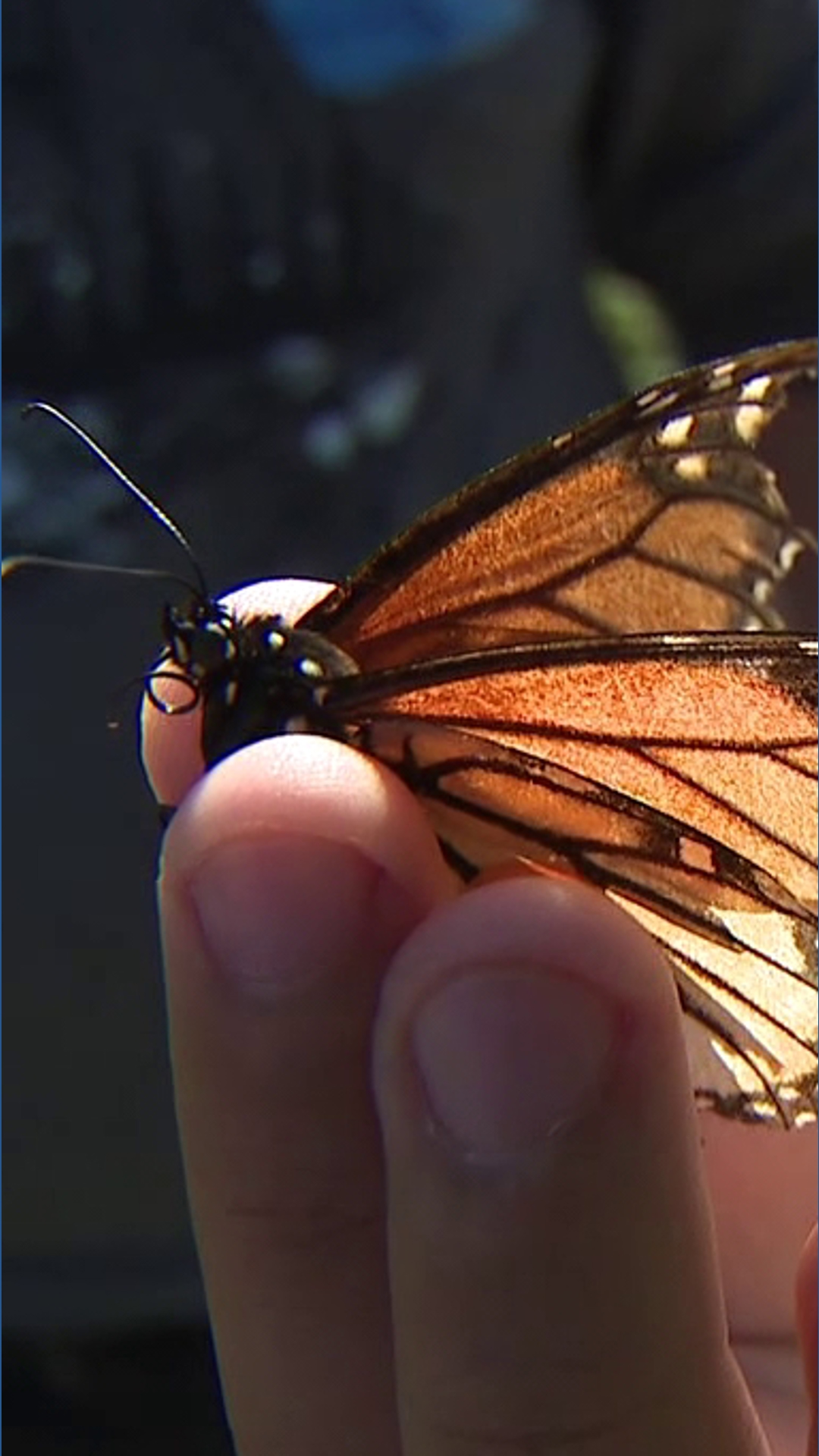 Community helps monarch butterfly tagging efforts at Hauser Nature ...