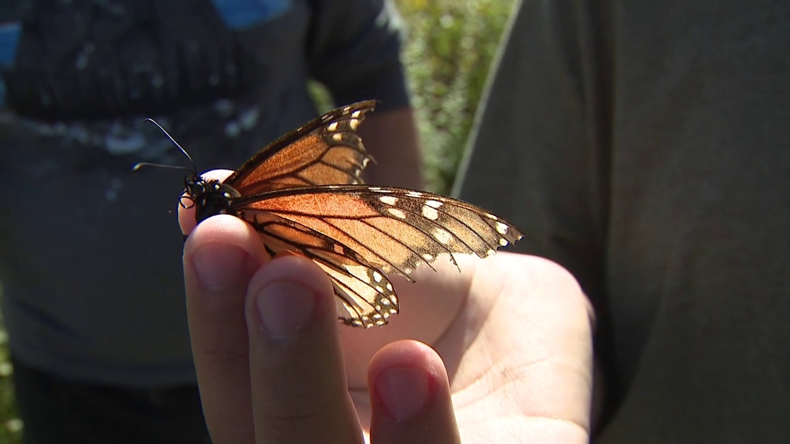 Community helps monarch butterfly tagging efforts at Hauser Nature ...