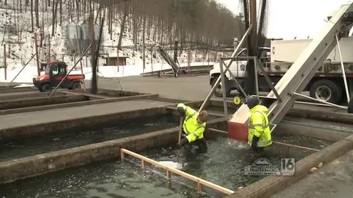Benner Spring Hatchery | wnep.com