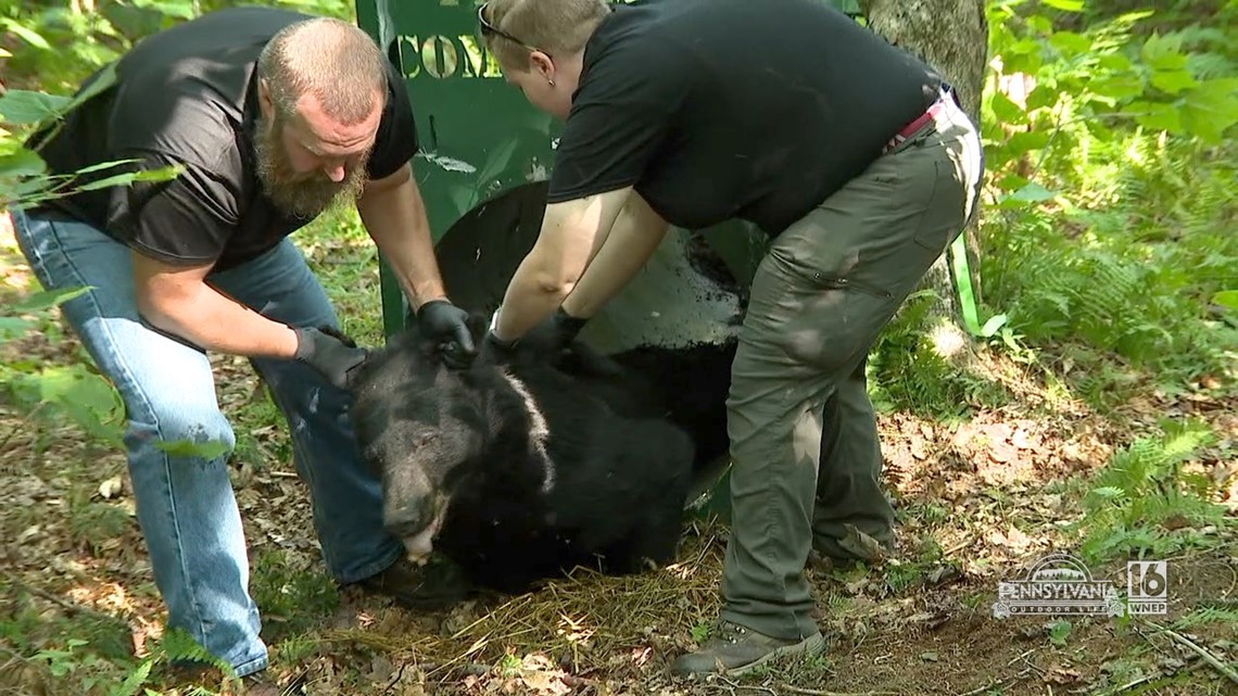 Bear Trapping | wnep.com