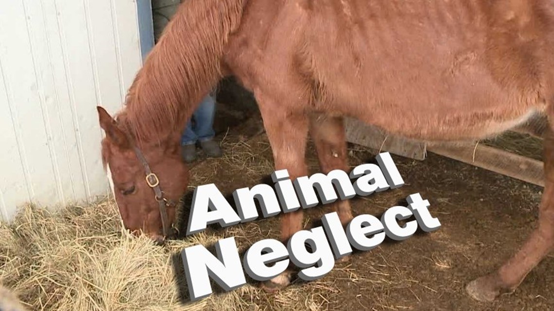 Punishments Listed In Horse Neglect Case | wnep.com