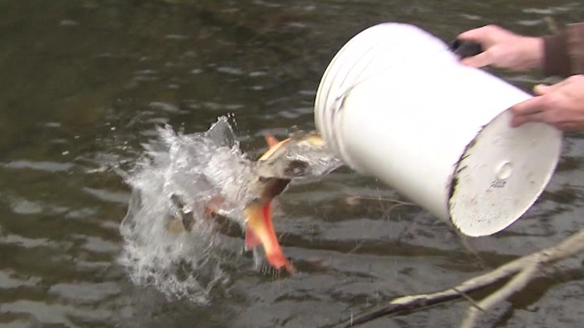 Monroe County folks help with trout stocking | wnep.com
