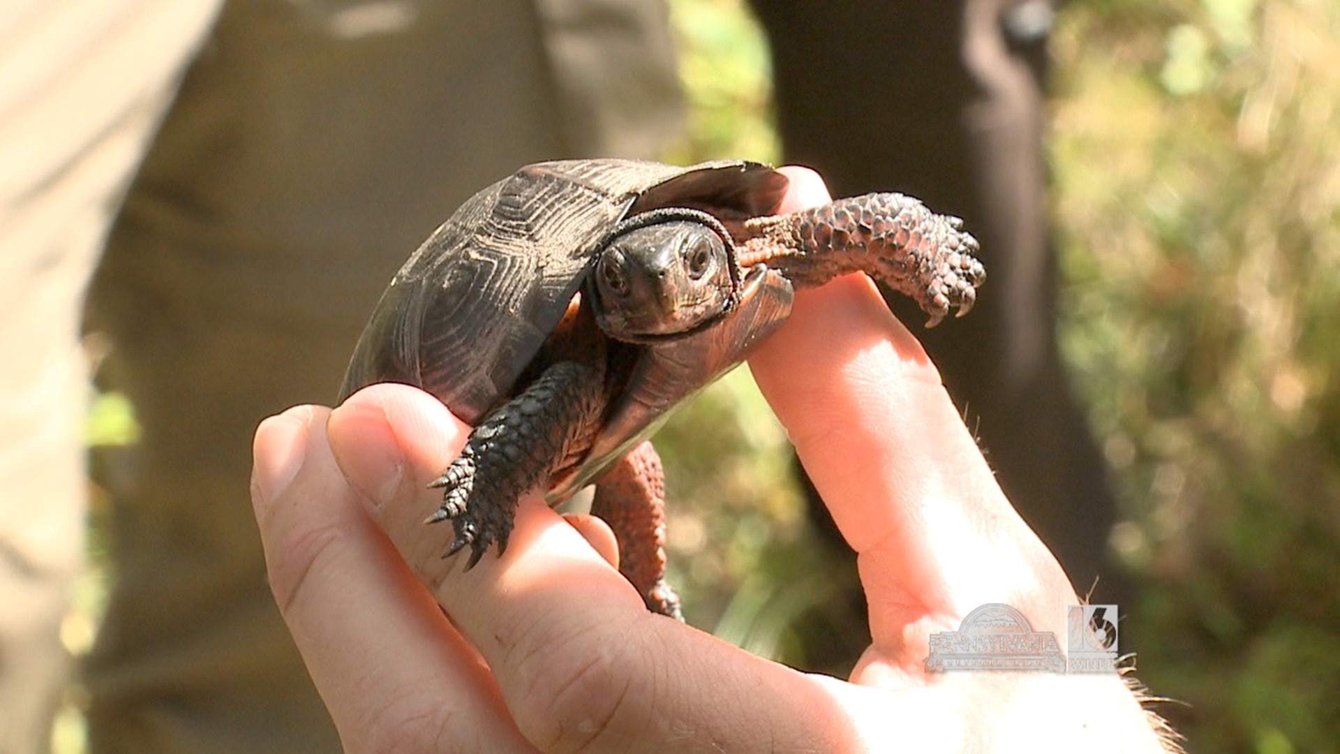 Bog Turtle Research | wnep.com