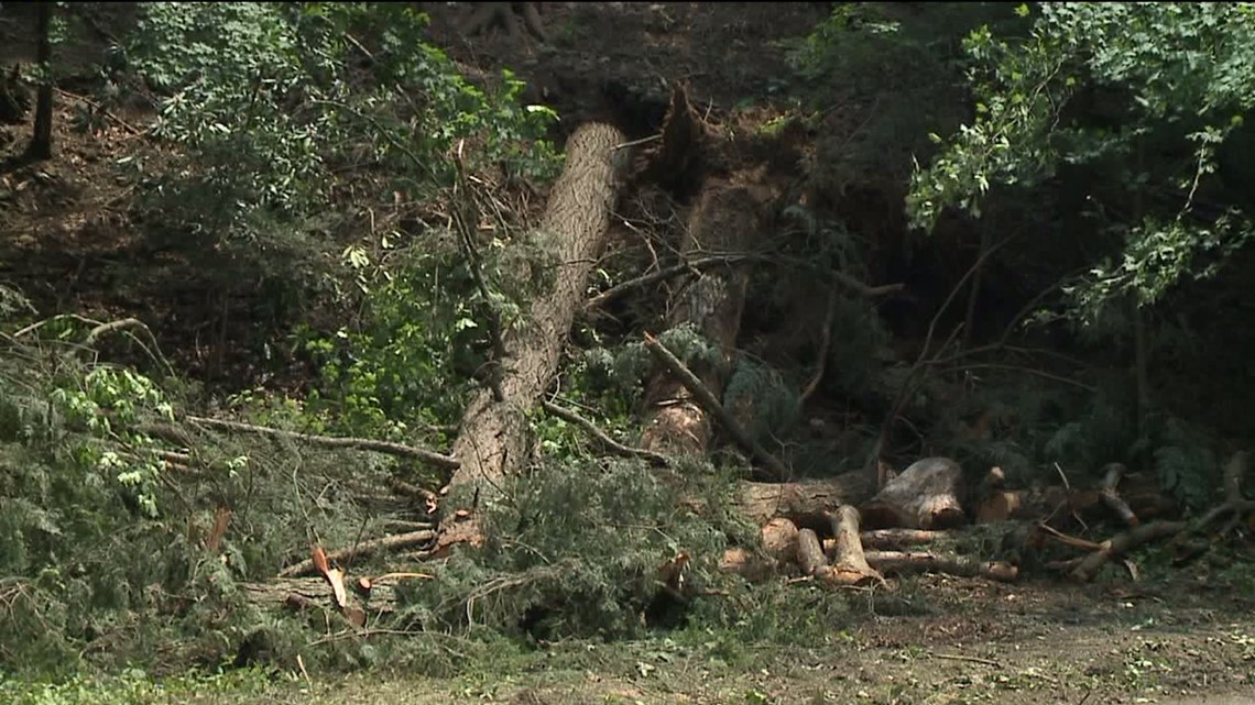 Tree Kills Bushkill Man on Way to Work | wnep.com