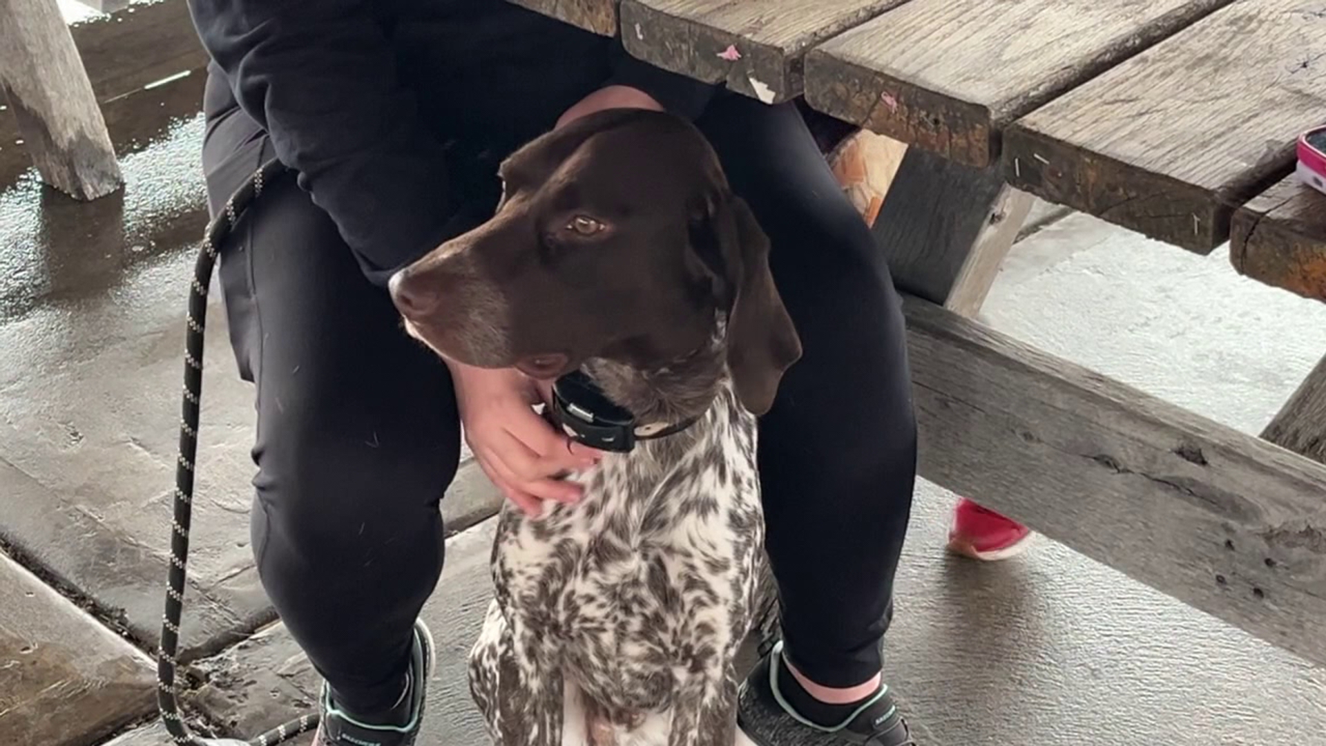 Beau the dog reunited with family after surviving 22 days alone in the ...