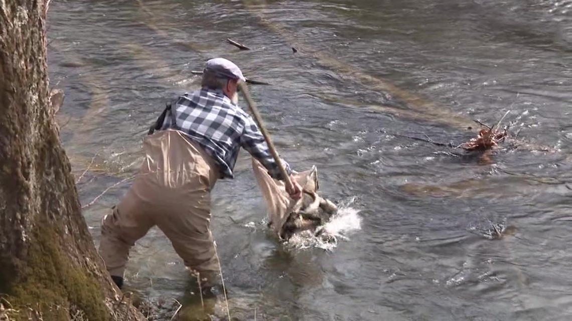Volunteers in Monroe Countfill streams with trout for opening day ...