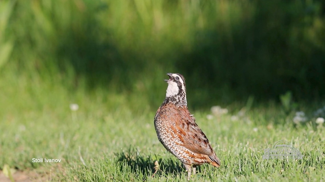 Northern Bobwhite Quail Reintroduction Plan | wnep.com
