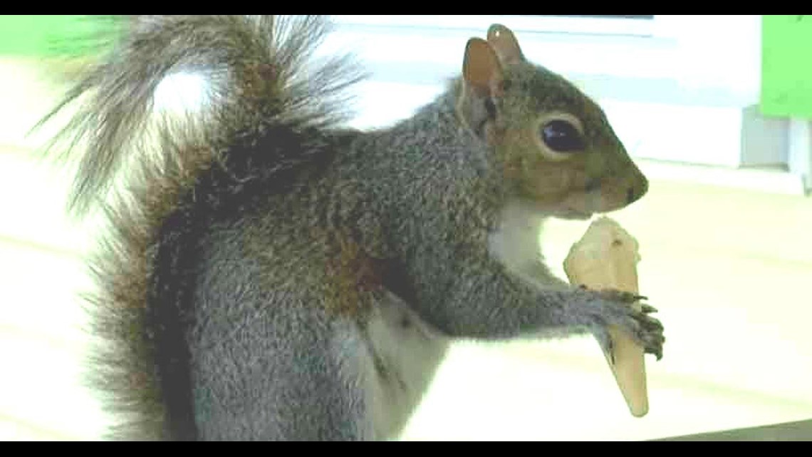 Squirrel Eats Mini Ice Cream Cones Every Day at Ice Cream Shop | wnep.com