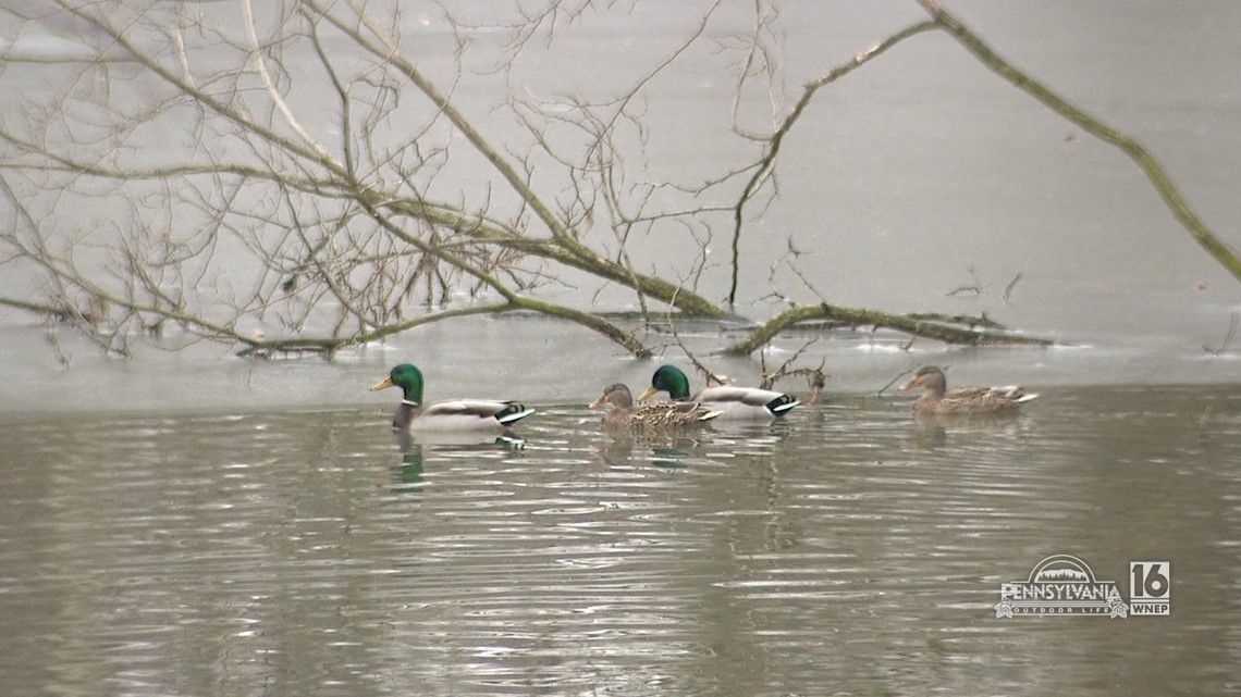 Duck Banding | wnep.com